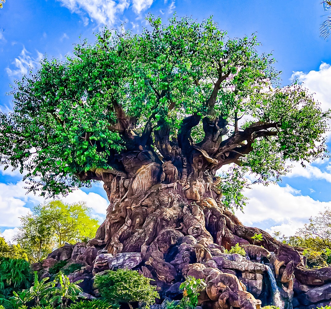 8 X 10 Photo of the Disney Tree of Life in Walt Disney World - Etsy