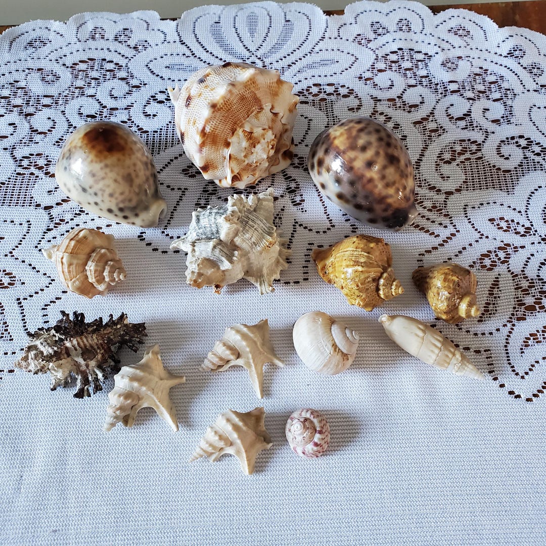14 Beautiful Shells Set, of Different Sizes, Sea Shell, Decoration for ...