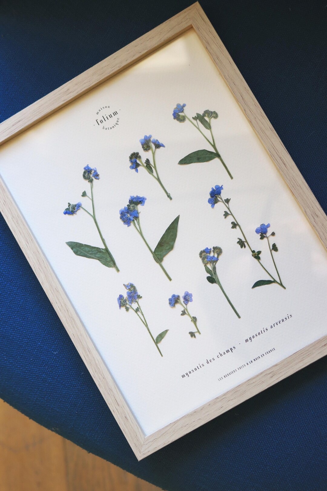 Dried Flower Herbarium Myosotis Pressed Flower Frame, Framed Herbarium ...