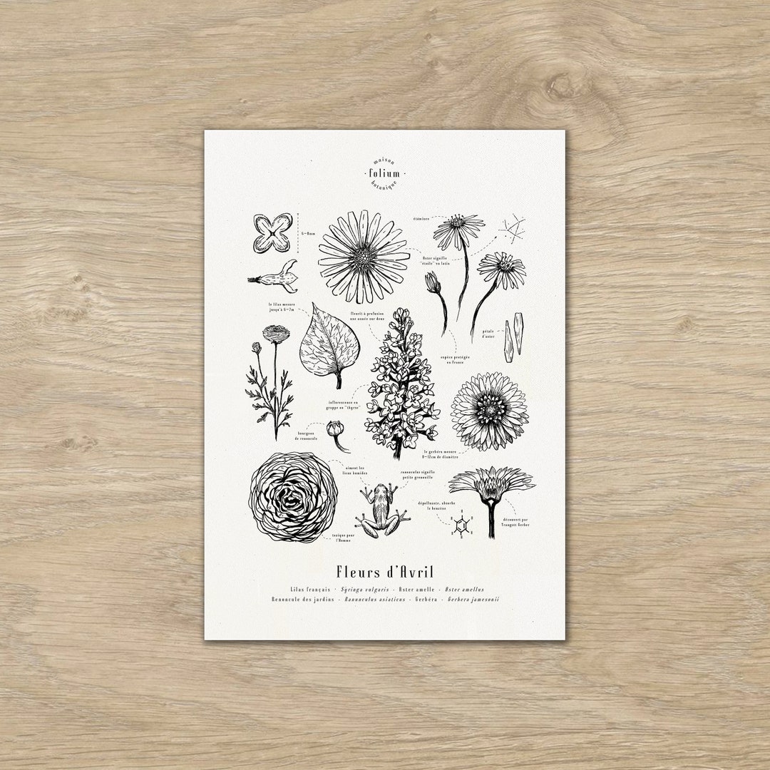 "april Flowers" Poster · Botanical Illustration A3 · Floral Drawing ...