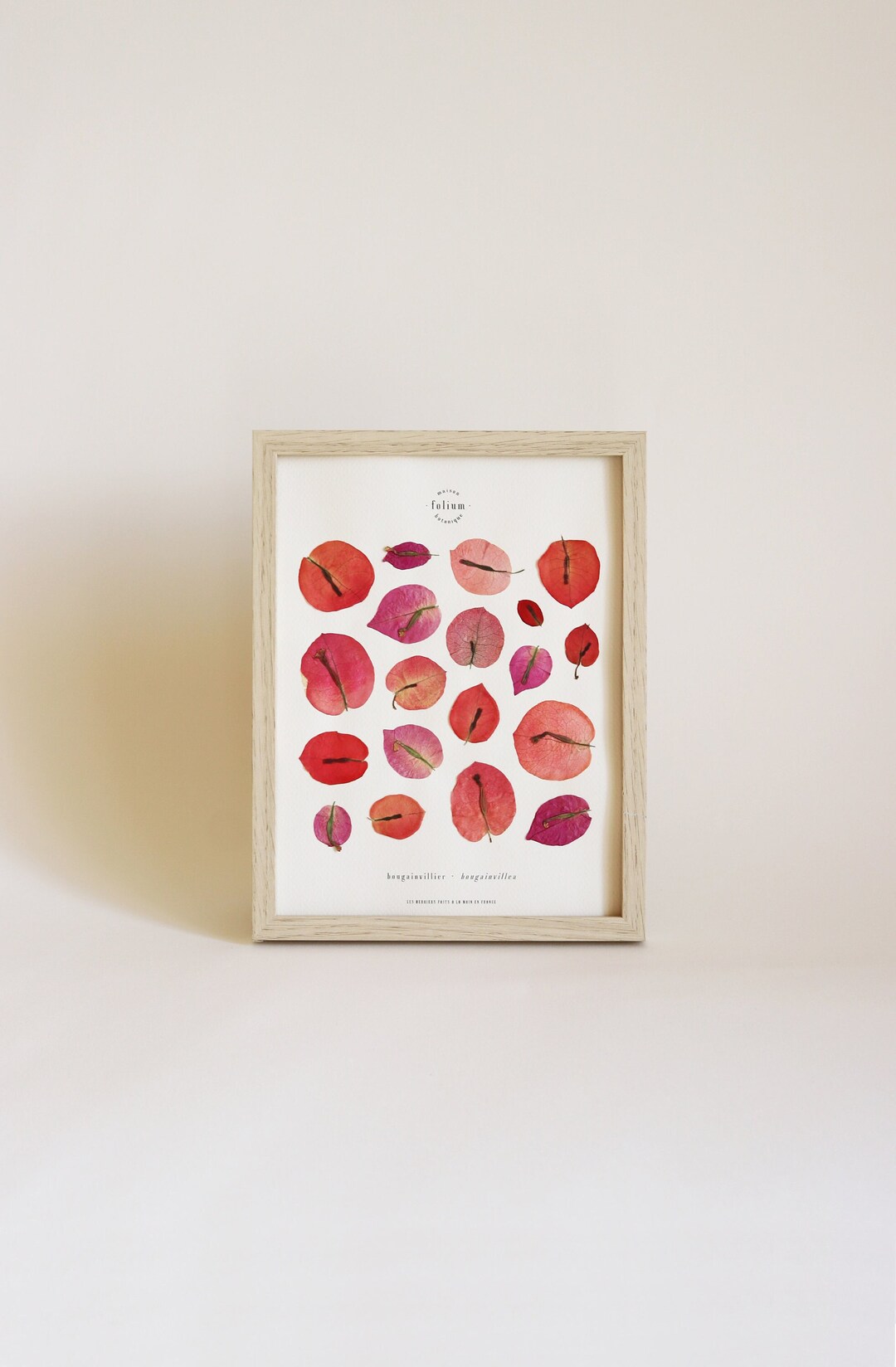 Herbarium of Dried Flowers Bougainvillea Dried Flower Frame, Framed ...