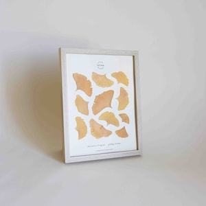Herbarium of Dried Flowers · Ginkgo · Pressed Flower Frame, Framed ...