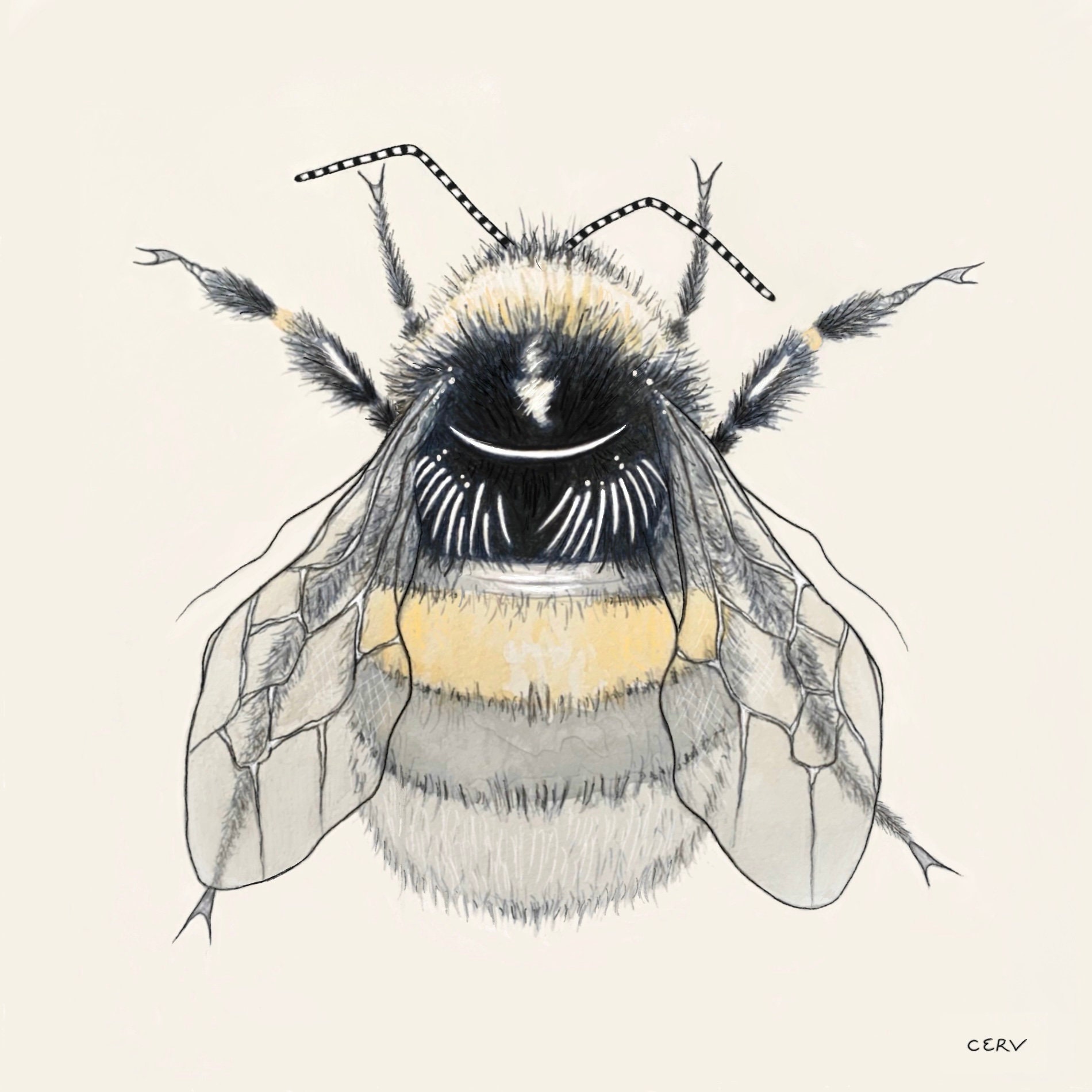 SQUARE BEE ART Print Drawing Illustration Watercolour Mixed Media ...