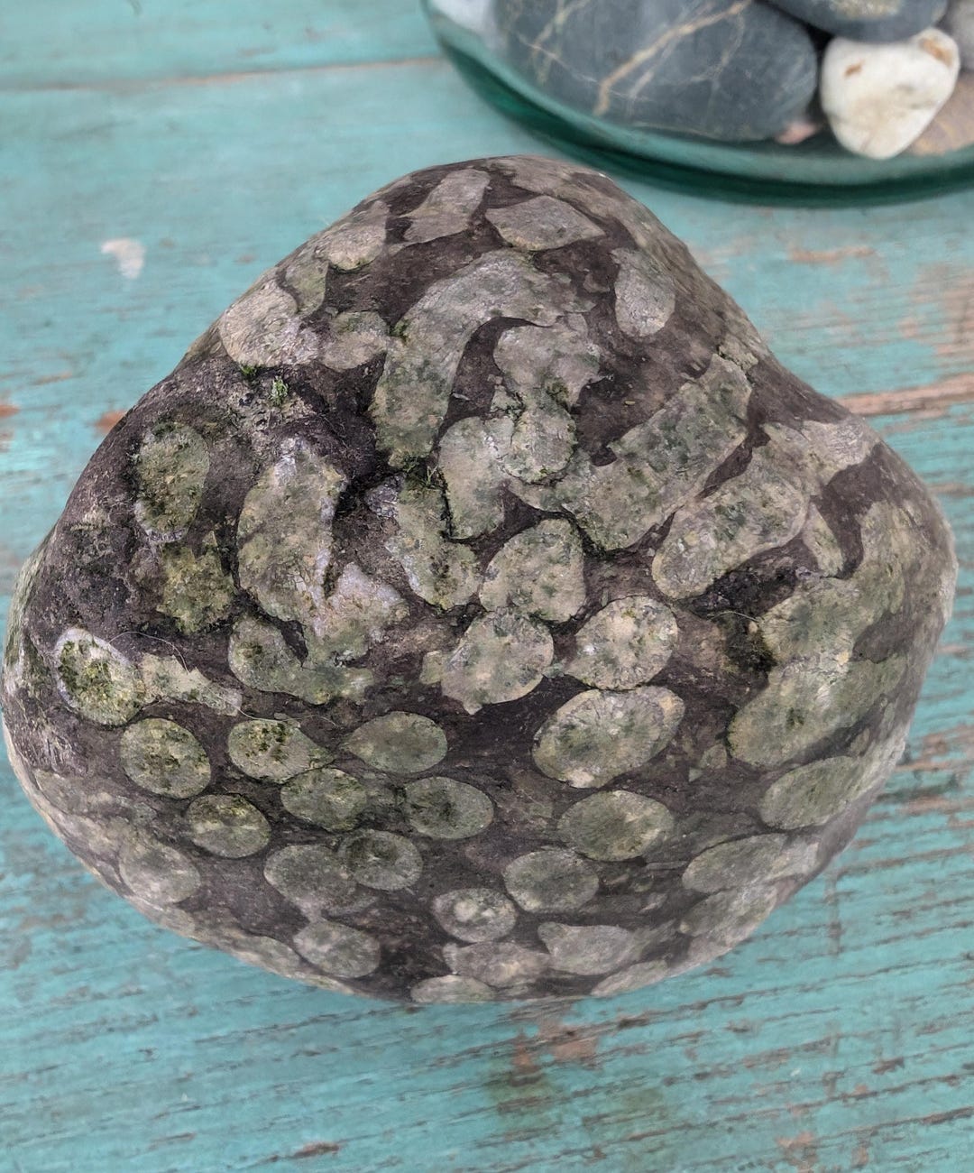 Fossil Beach Rock - Lake Erie Fossil - Beach Rock Fossil - Large ...