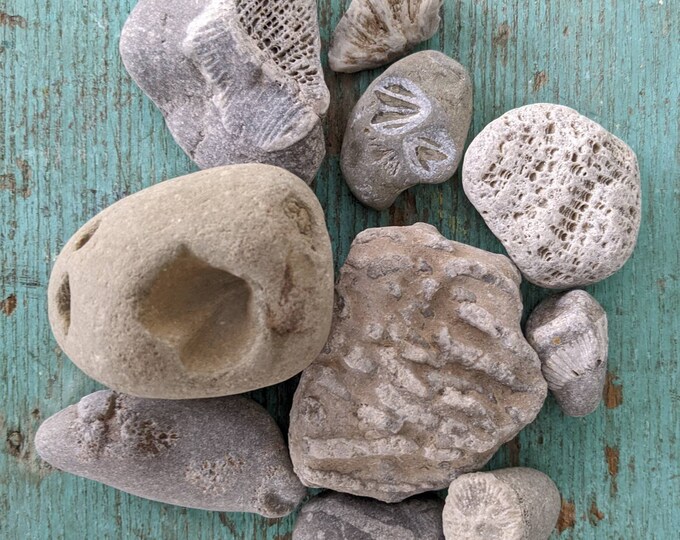 Lake Erie Fossils - Beach Rock Fossils - Lot of 10 - Great Lakes ...