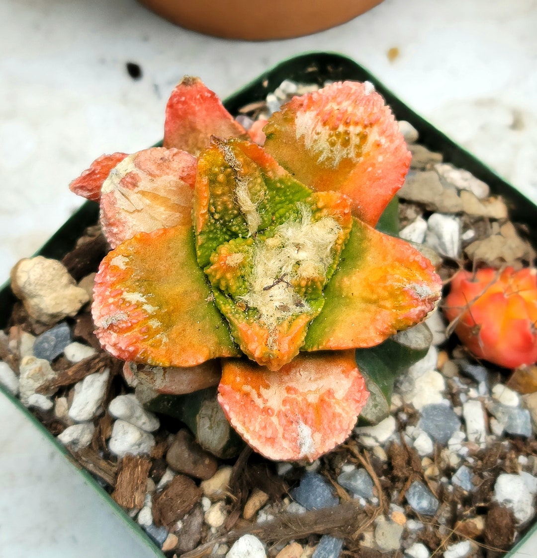 Rare Orange Variegated Ariocactus Fissuratus Cactus. - Etsy