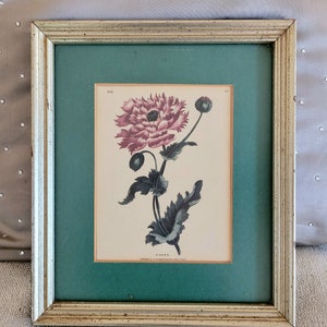 Vintage 18th Century "poppy" Flower Hand-tinted Botanical Lithograph ...
