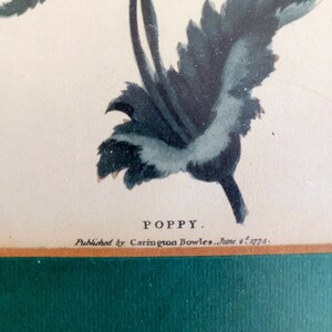 Vintage 18th Century "poppy" Flower Hand-tinted Botanical Lithograph ...