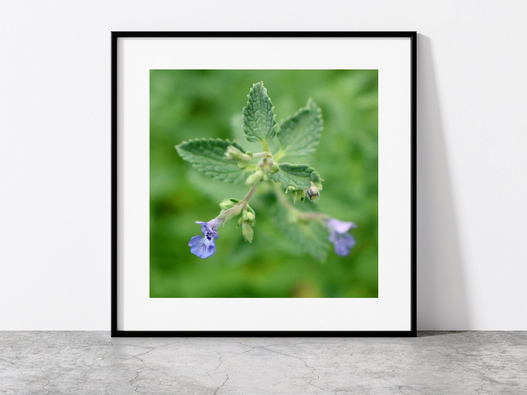 Purple Catnip Flower Photography Print, Macro Flower Photography ...