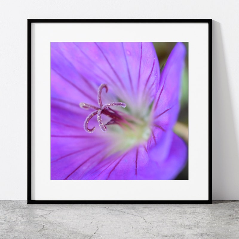 Geranium Print - Etsy