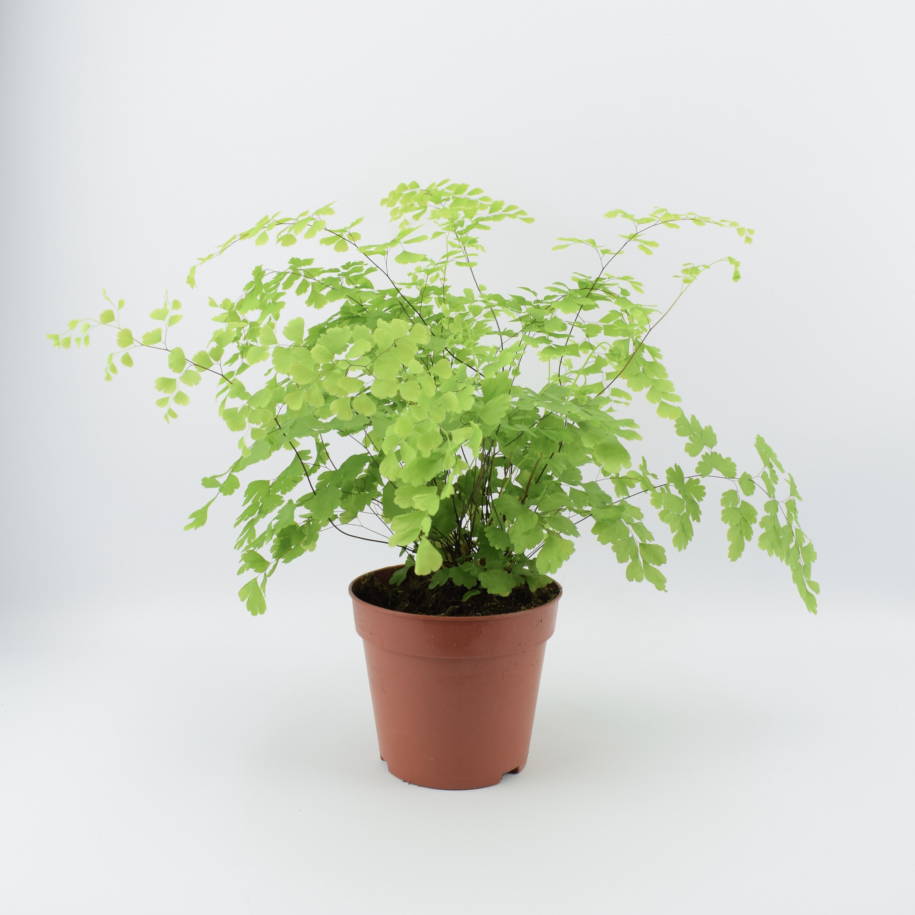 Adiantum Fragrans Maindenhair Fern 12cm Pot - Etsy Israel