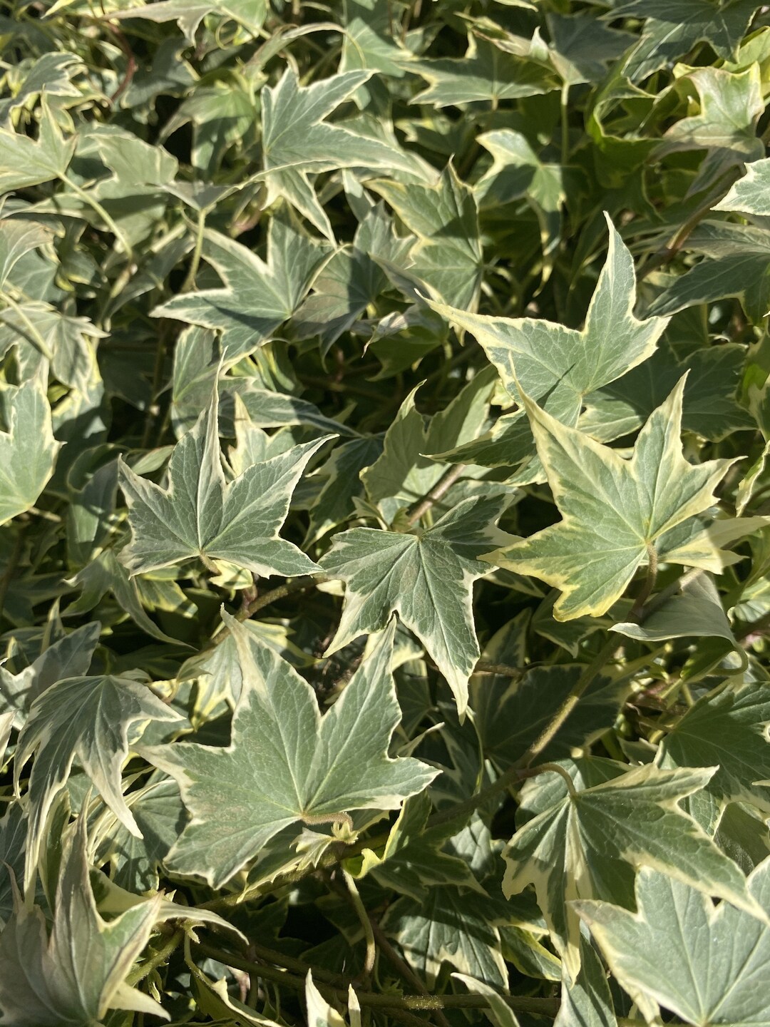 Ivy hedera Trailing Gold 9cm Pot - Etsy