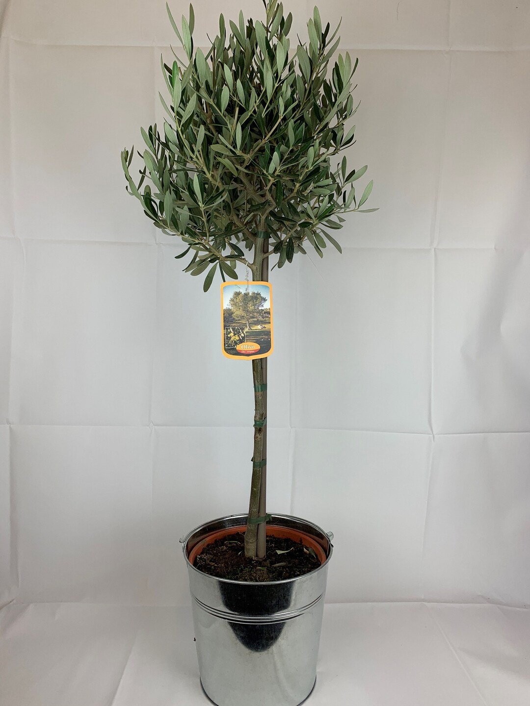 Olive Tree Large in Metal Bucket - Etsy