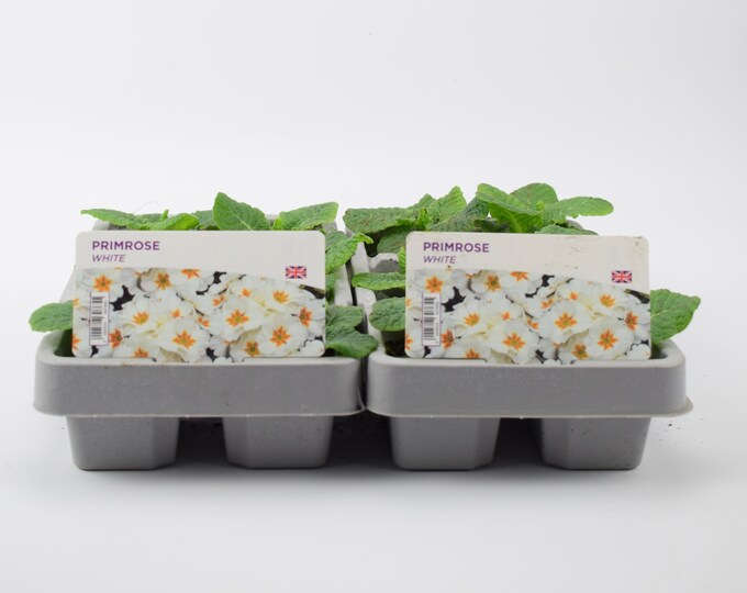 PlantsByPost - Etsy UK