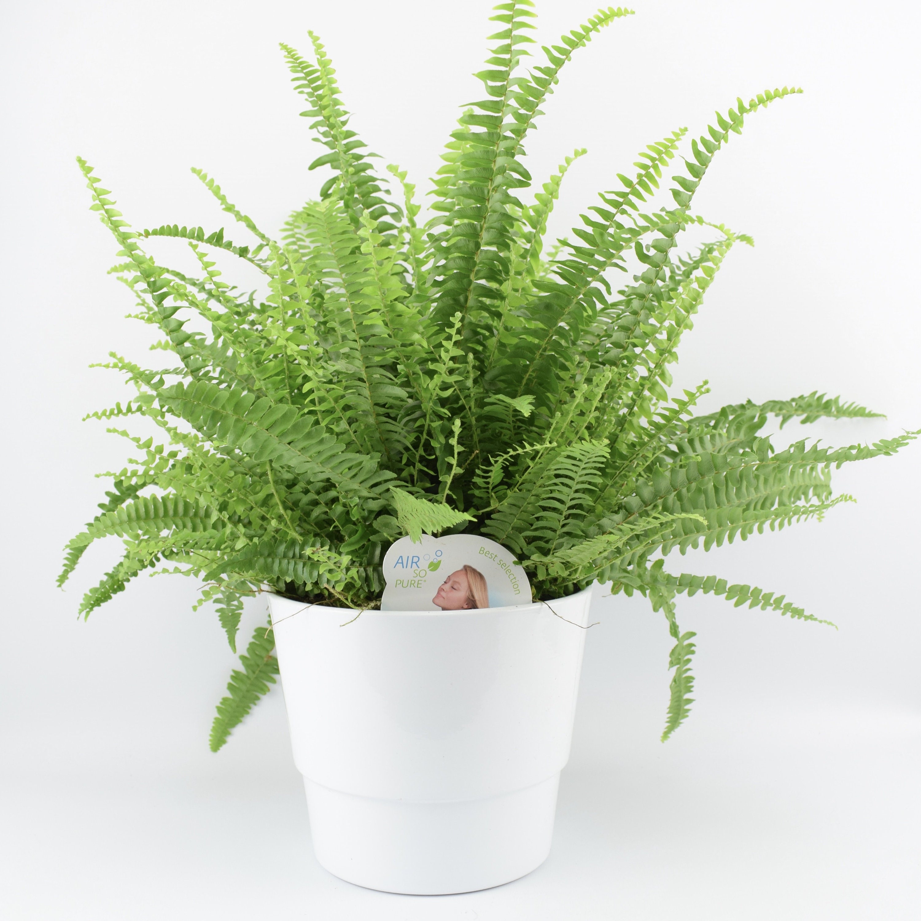 Boston Fern 17cm Pot - Etsy