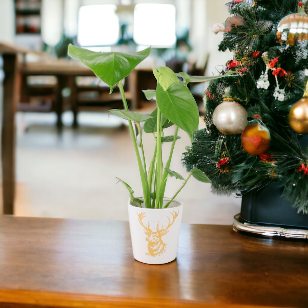 Monstera Cheese Plant in 12cm Gold Stag Ceramic Pot - Etsy