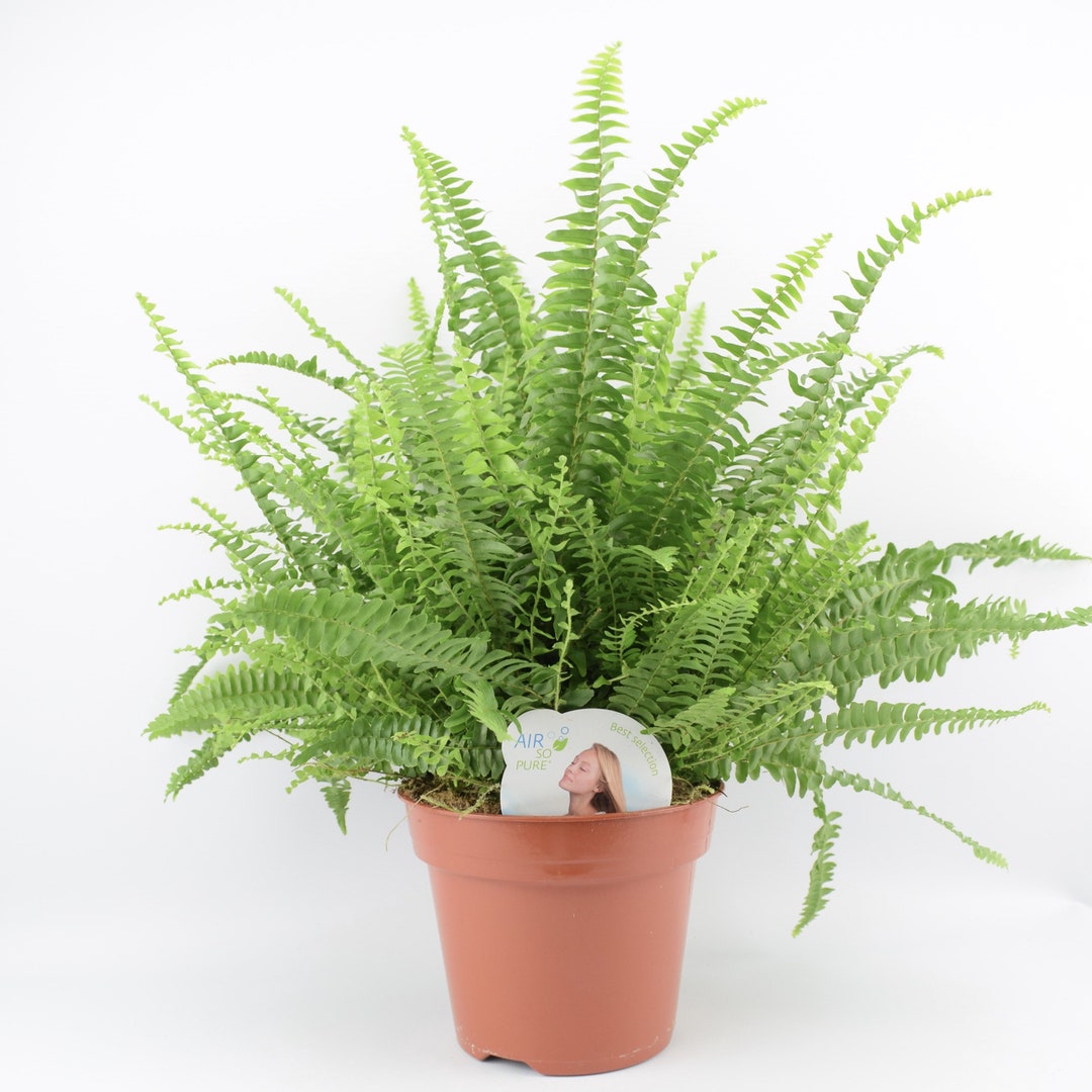 Boston Fern 17cm Pot - Etsy