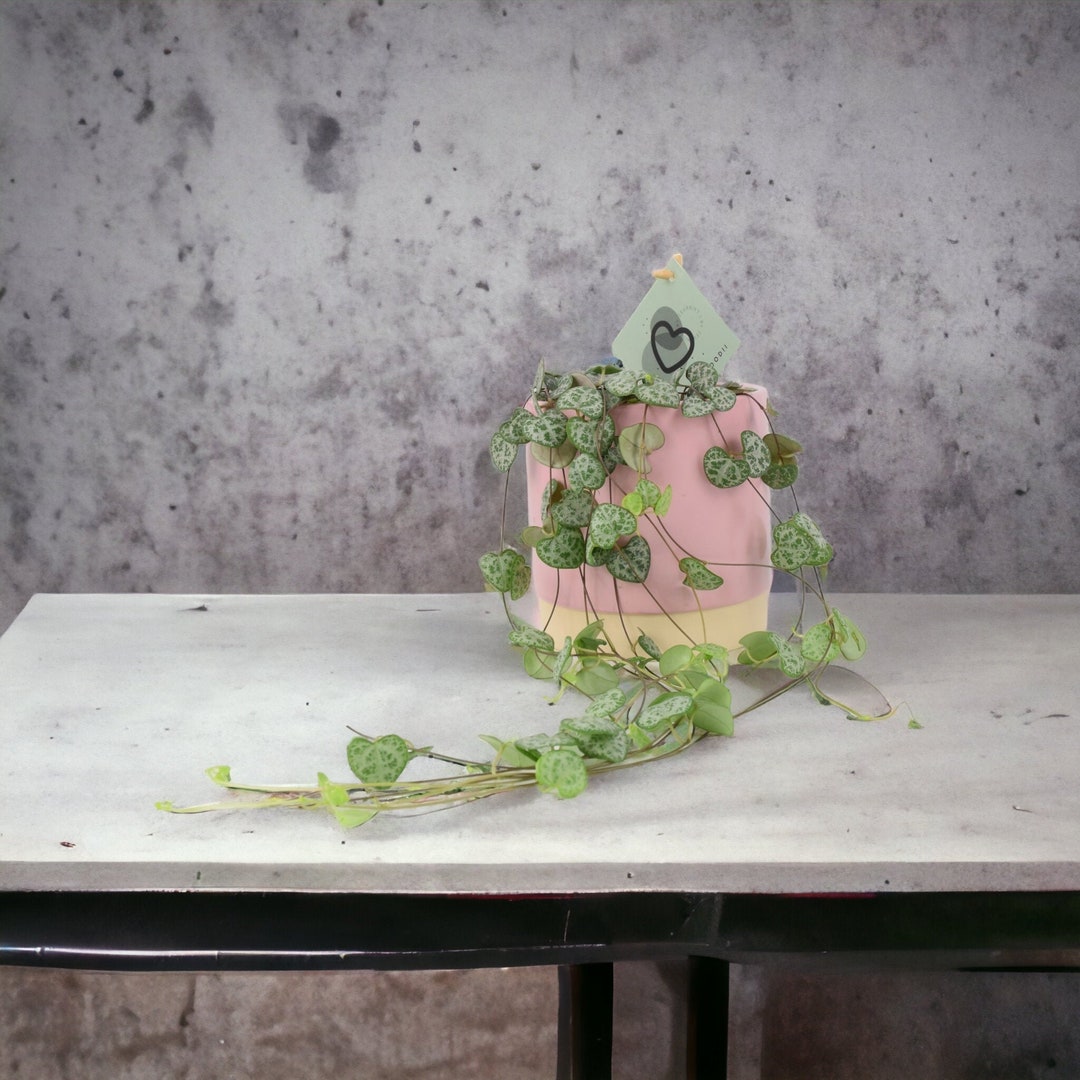 String of Hearts 12cm - Etsy