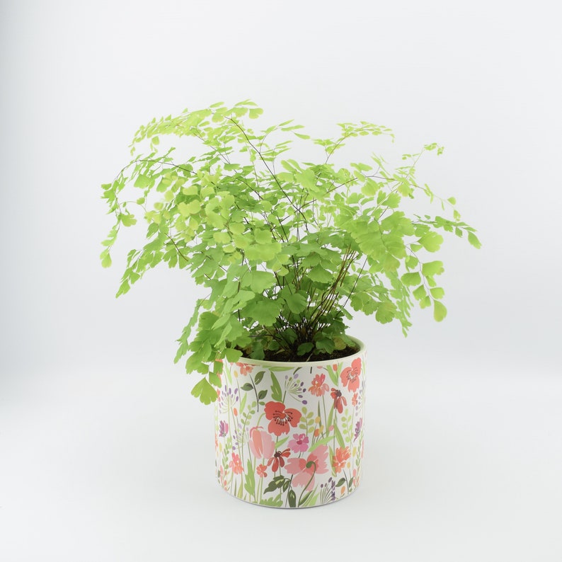Adiantum Fragrans Maindenhair Fern 12cm Pot - Etsy Israel