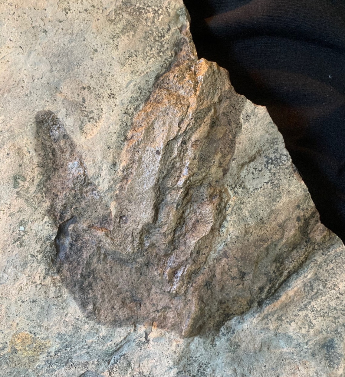 Incredible Grallator and Eubrontes Dinosaur Tracks from the | Etsy