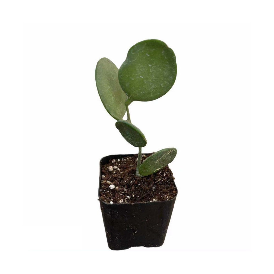 2"pot Rare Live Succulent Plants String of Coins - Etsy