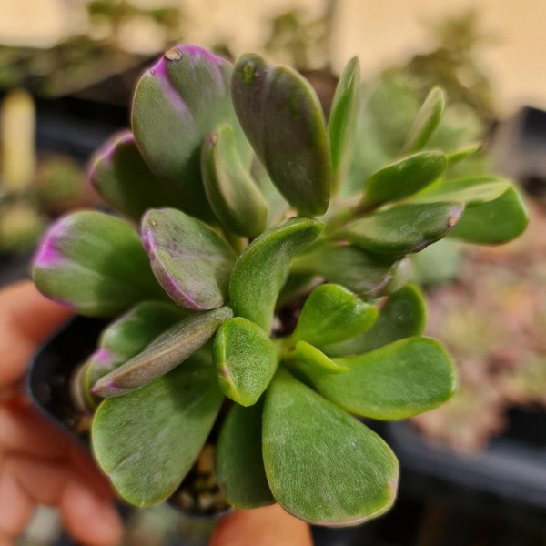 Purple Jade Plants - Etsy