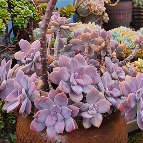 Superbum Succulent - Etsy