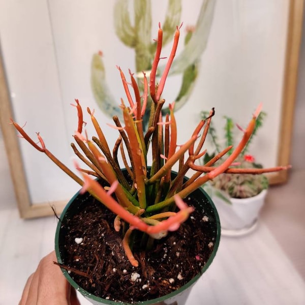 Fire Sticks Succulent - Etsy