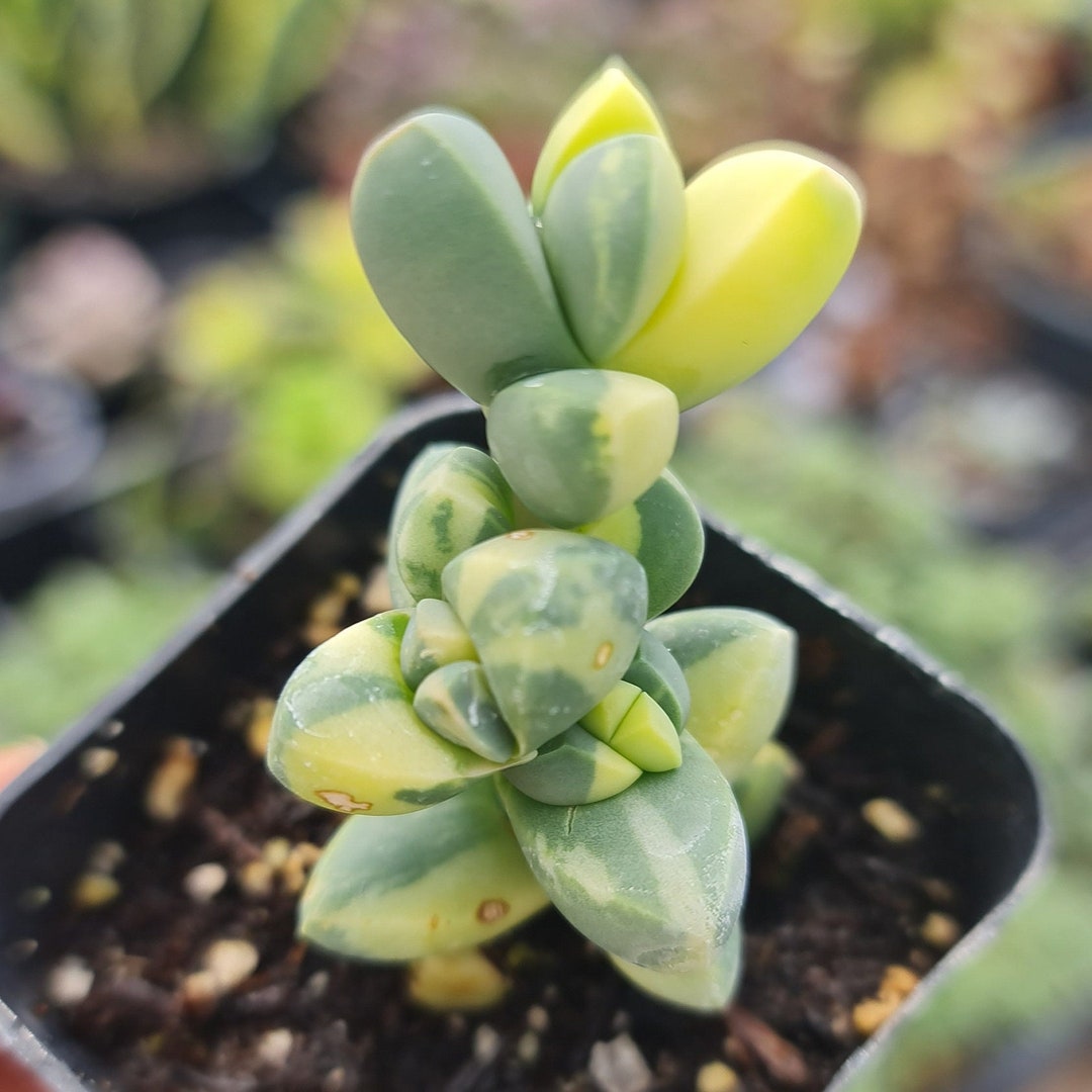 Rooted Rare Succulent Variegated Astridia Velutina/ Ice Plant - Etsy