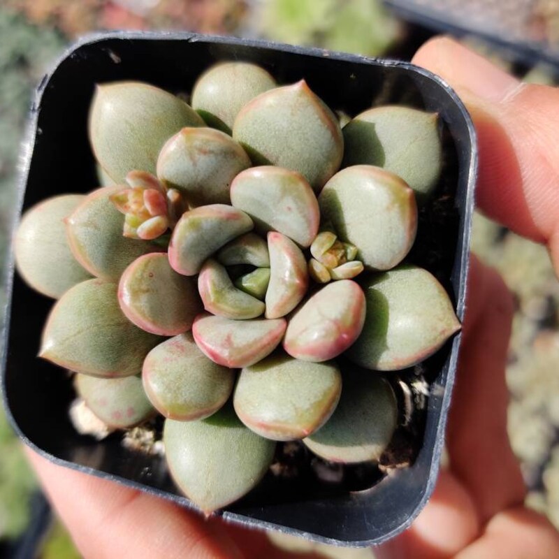Graptoveria - Etsy