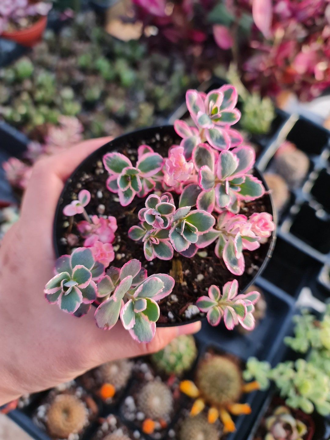2pot 4 Pot Sedum Sun Sparkler dream Dazzler - Etsy