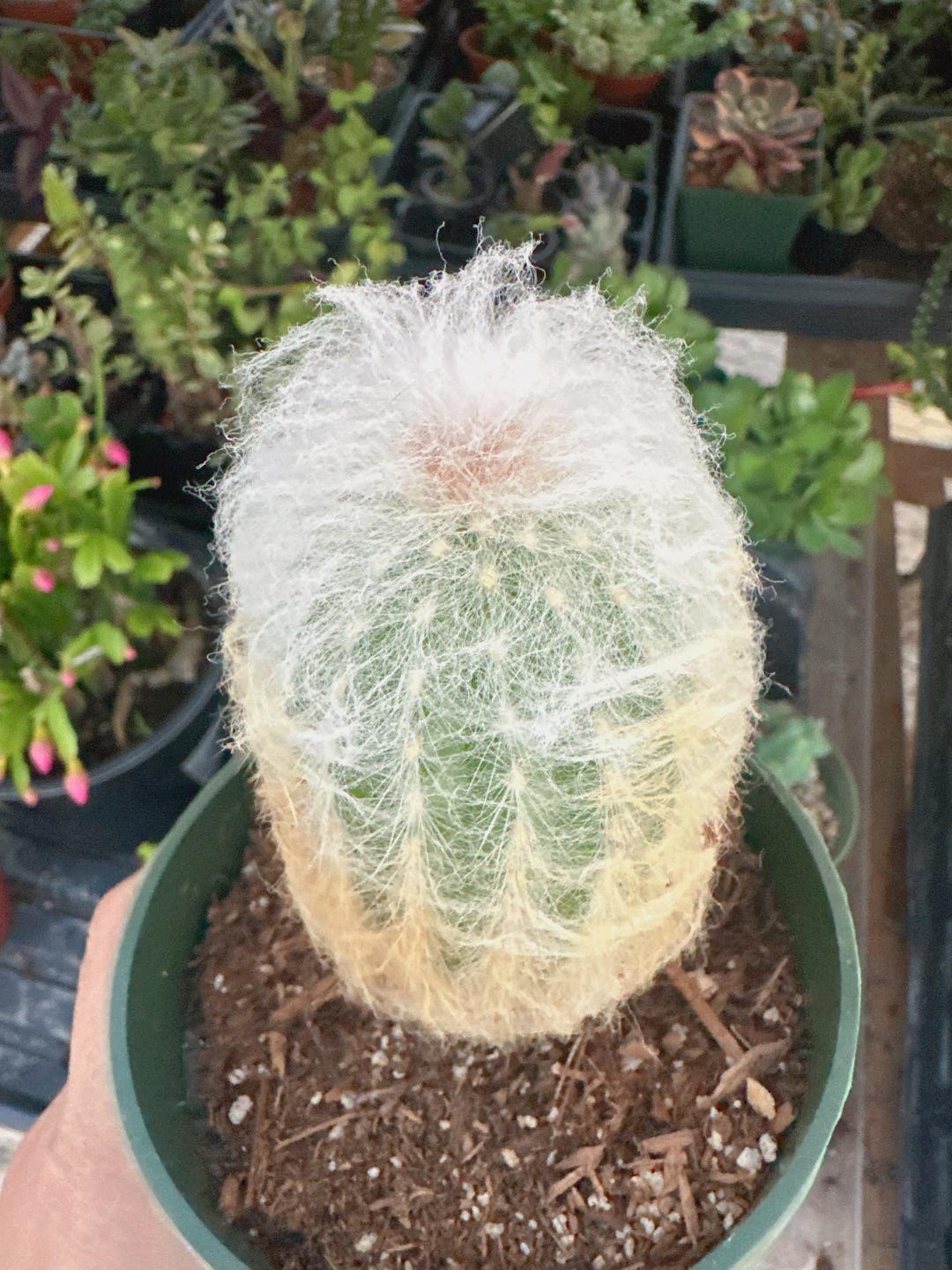 4pot Live Cactus Peruvian Old Lady Cactus Espostoa Melanostele - Etsy