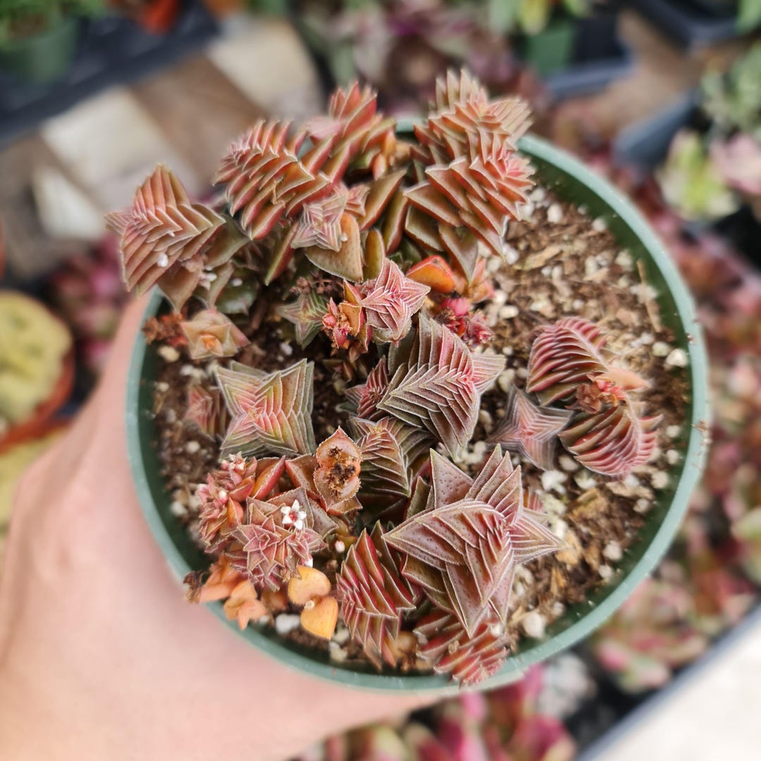4" Pot Crassula Tabularis Pagoda Village - Etsy