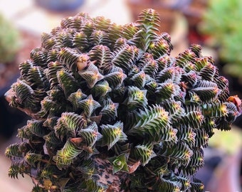 2 4 Pot of Crassula Pagoda Village Succulent Plant - Etsy