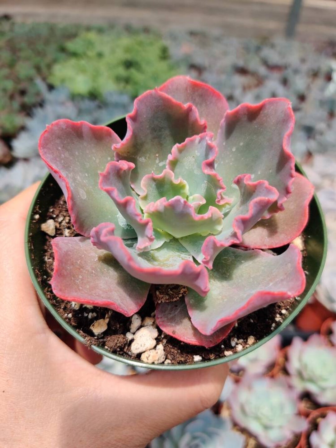 4"pot Succulent Plants Echeveria Crinoline Ruffles - Etsy