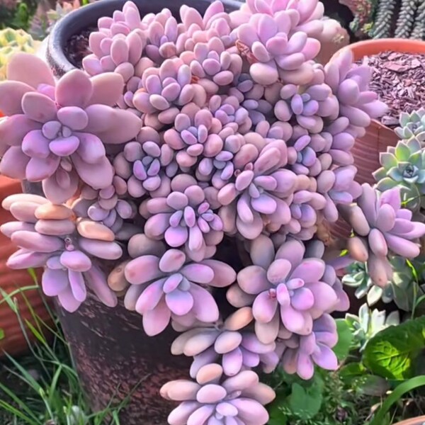 Moonstone Succulent - Etsy