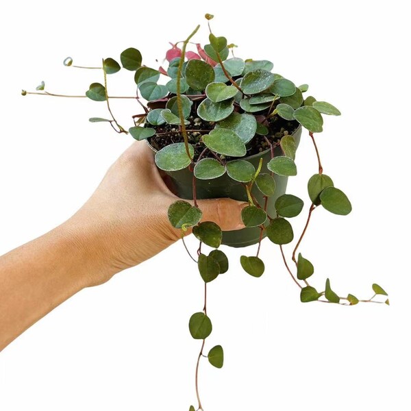 Peperomia Ruby Cascade - Etsy