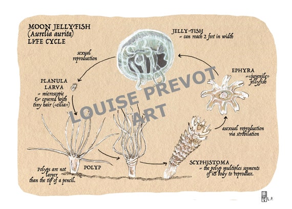 Life Cycle of the Moon Jellyfish Limited Edition Print | Etsy