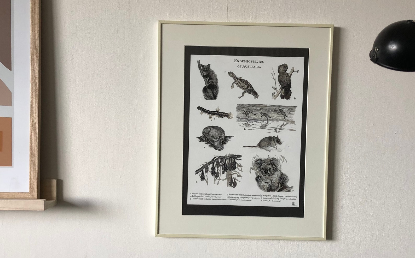 Poster Endemic Species FINE ART PRINT Fundraiser - Etsy