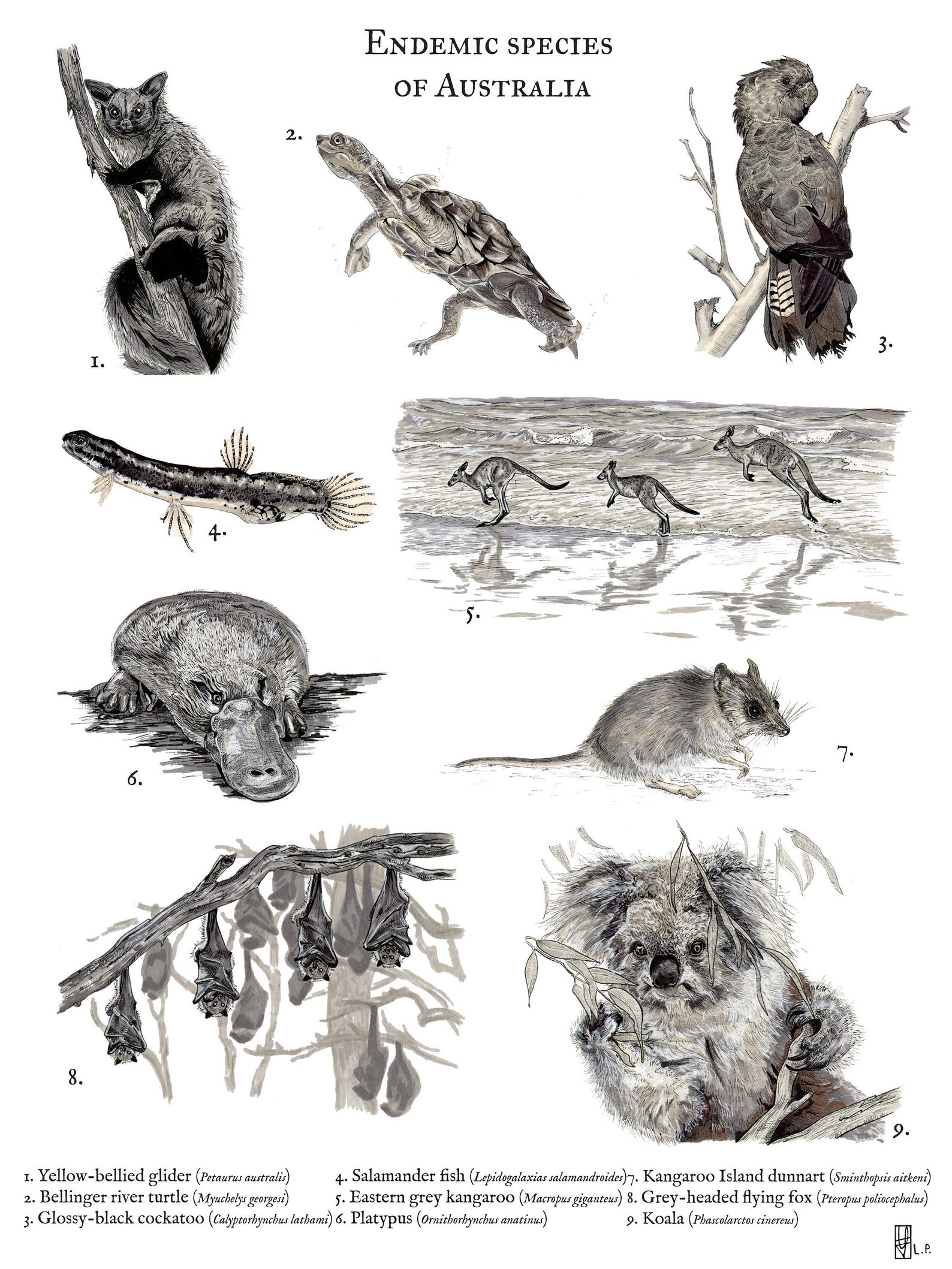 Poster Endemic Species FINE ART PRINT Fundraiser - Etsy