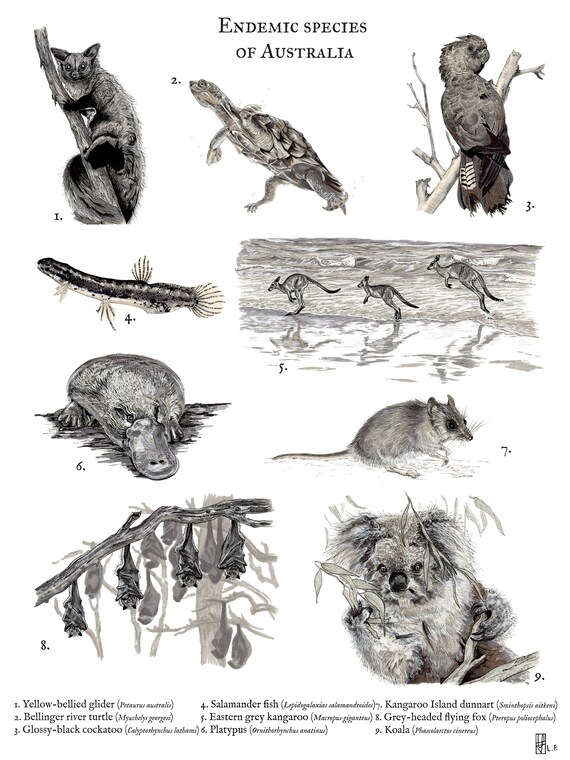 Poster Endemic Species FINE ART PRINT Fundraiser | Etsy