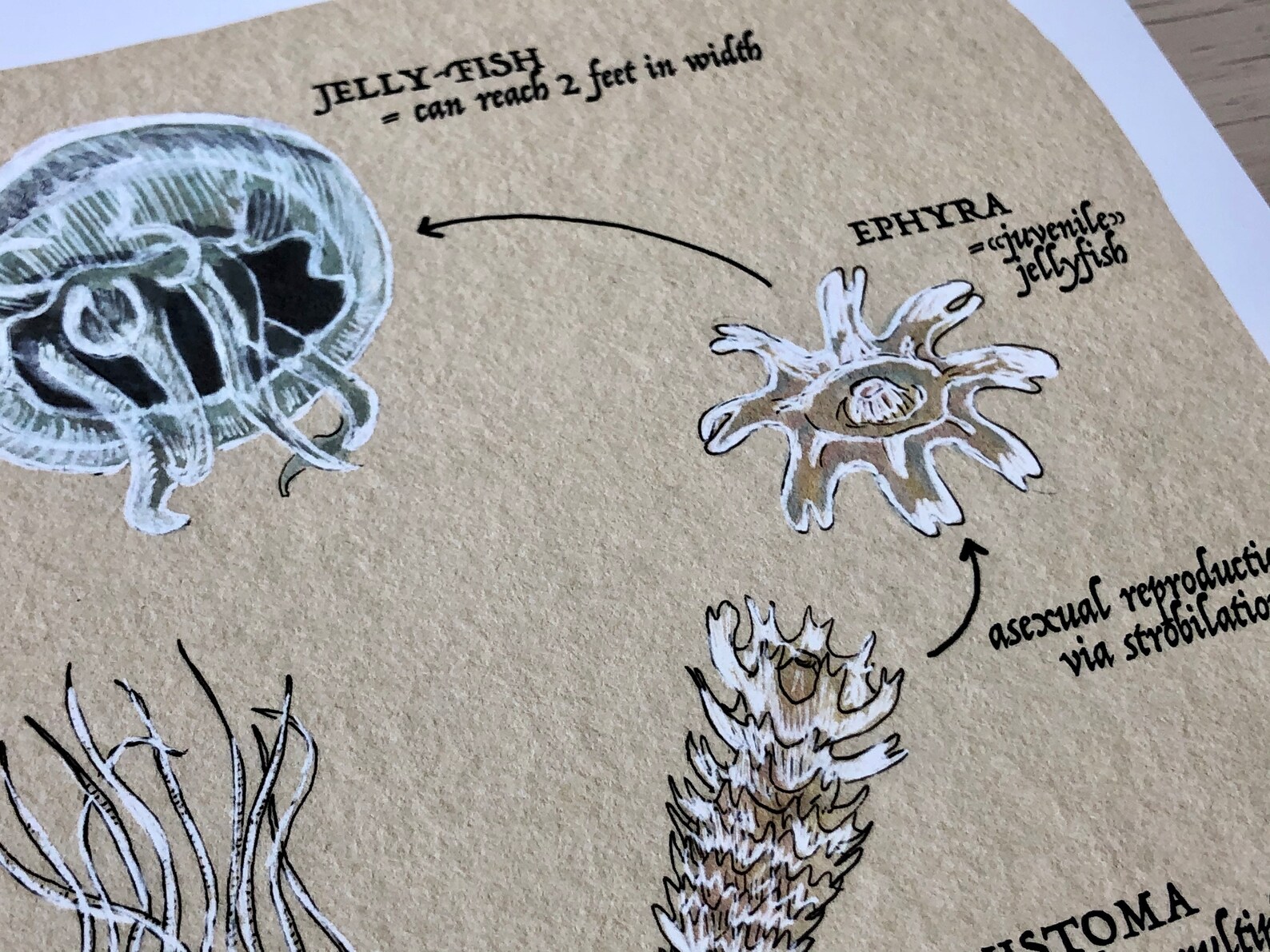 Life Cycle of the Moon Jellyfish Limited Edition Print - Etsy