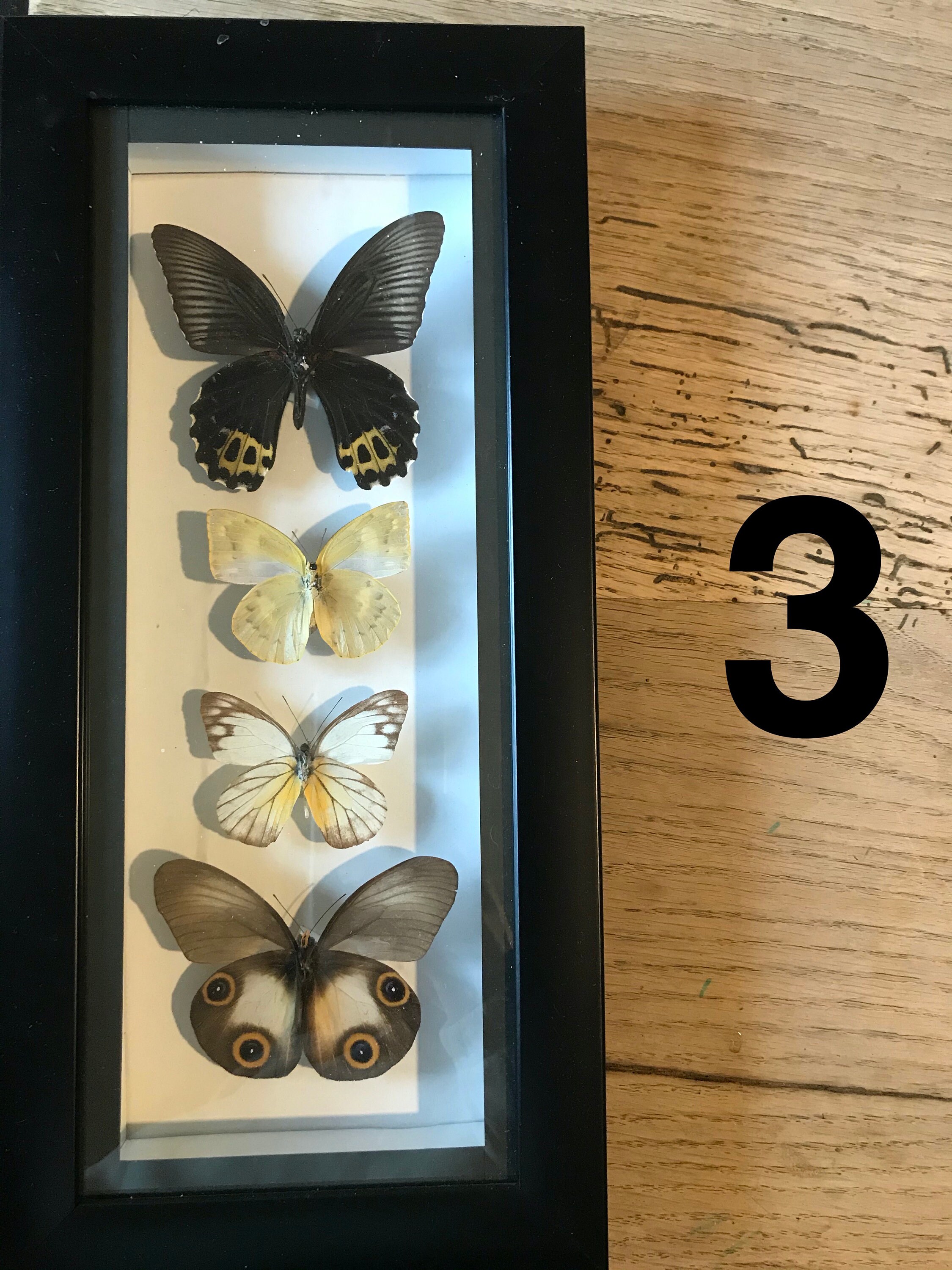 Framed small real butterflies simple white mount insects wall | Etsy