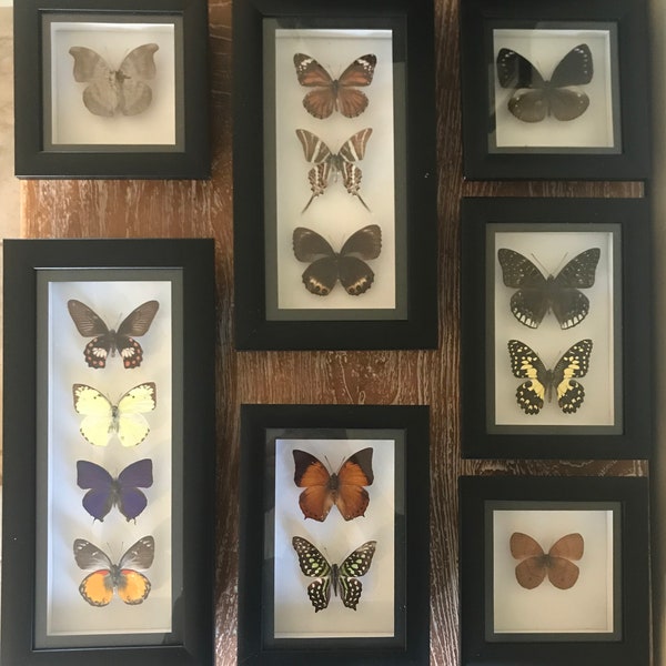 Mounted Butterflies - Etsy