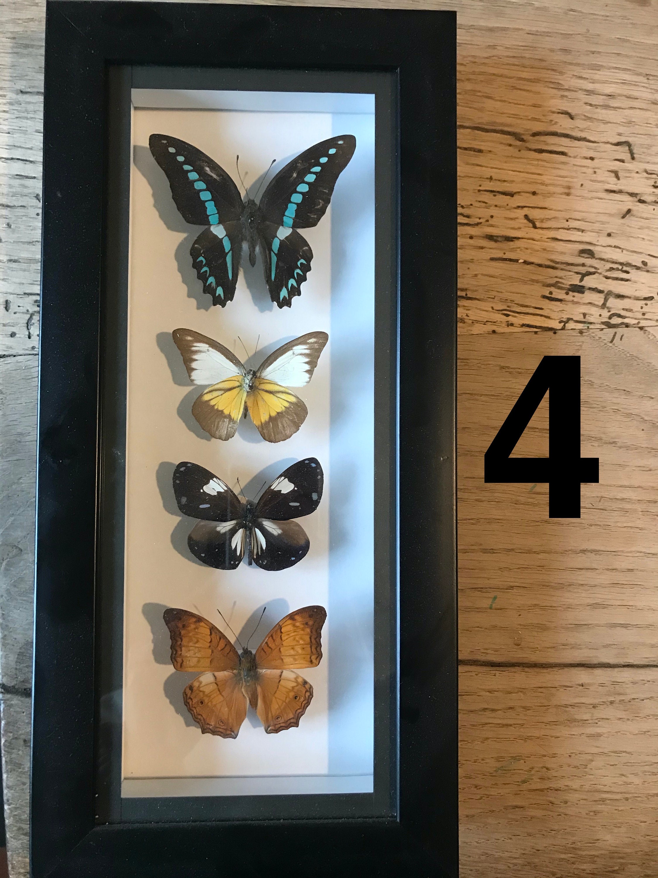 Framed small real butterflies simple white mount insects wall | Etsy