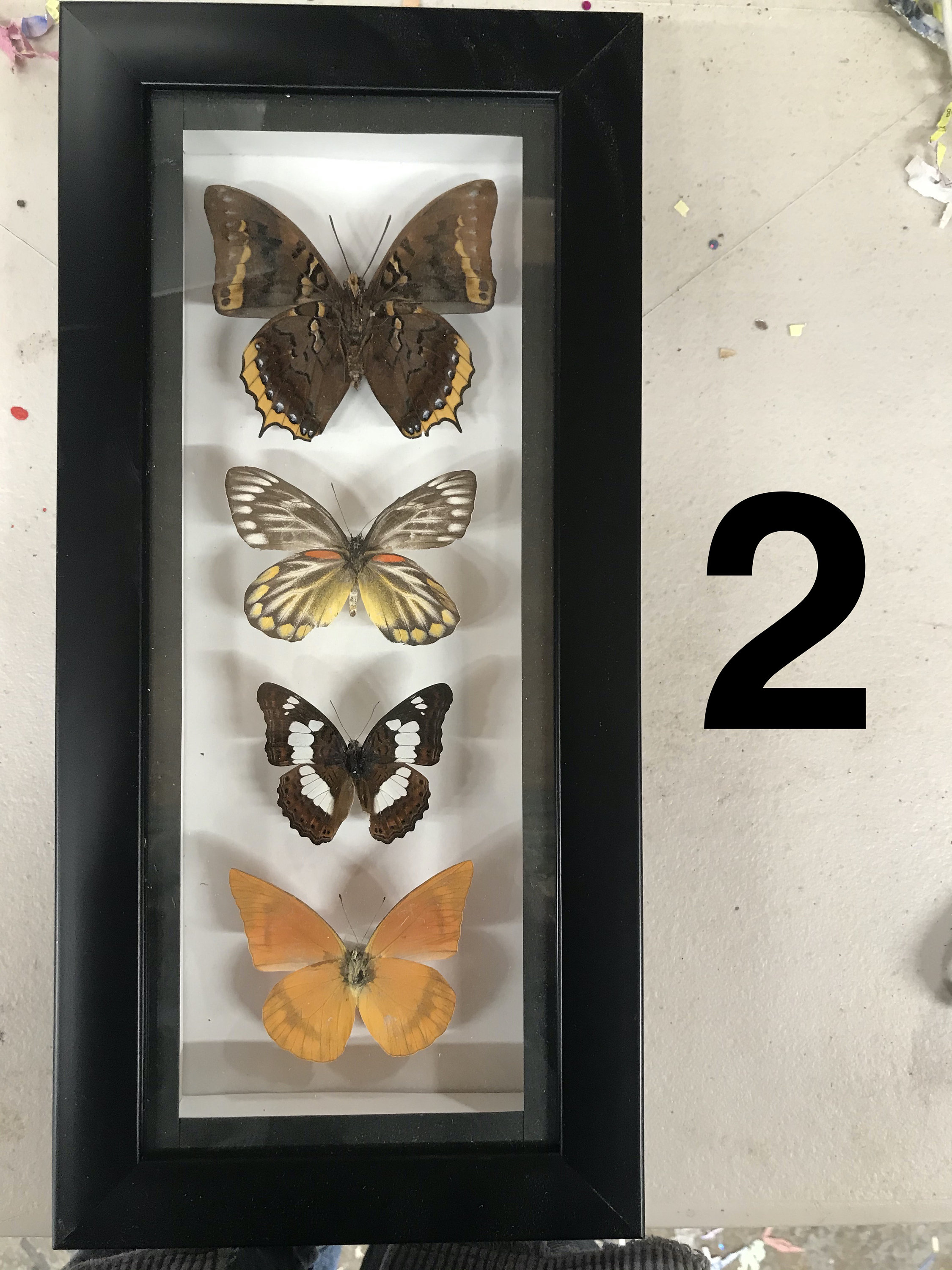 Framed small real butterflies simple white mount insects wall | Etsy