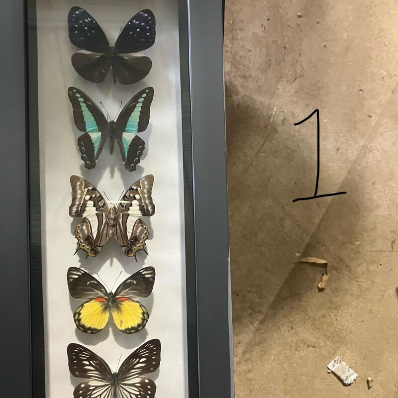 Mounted Butterflies - Etsy