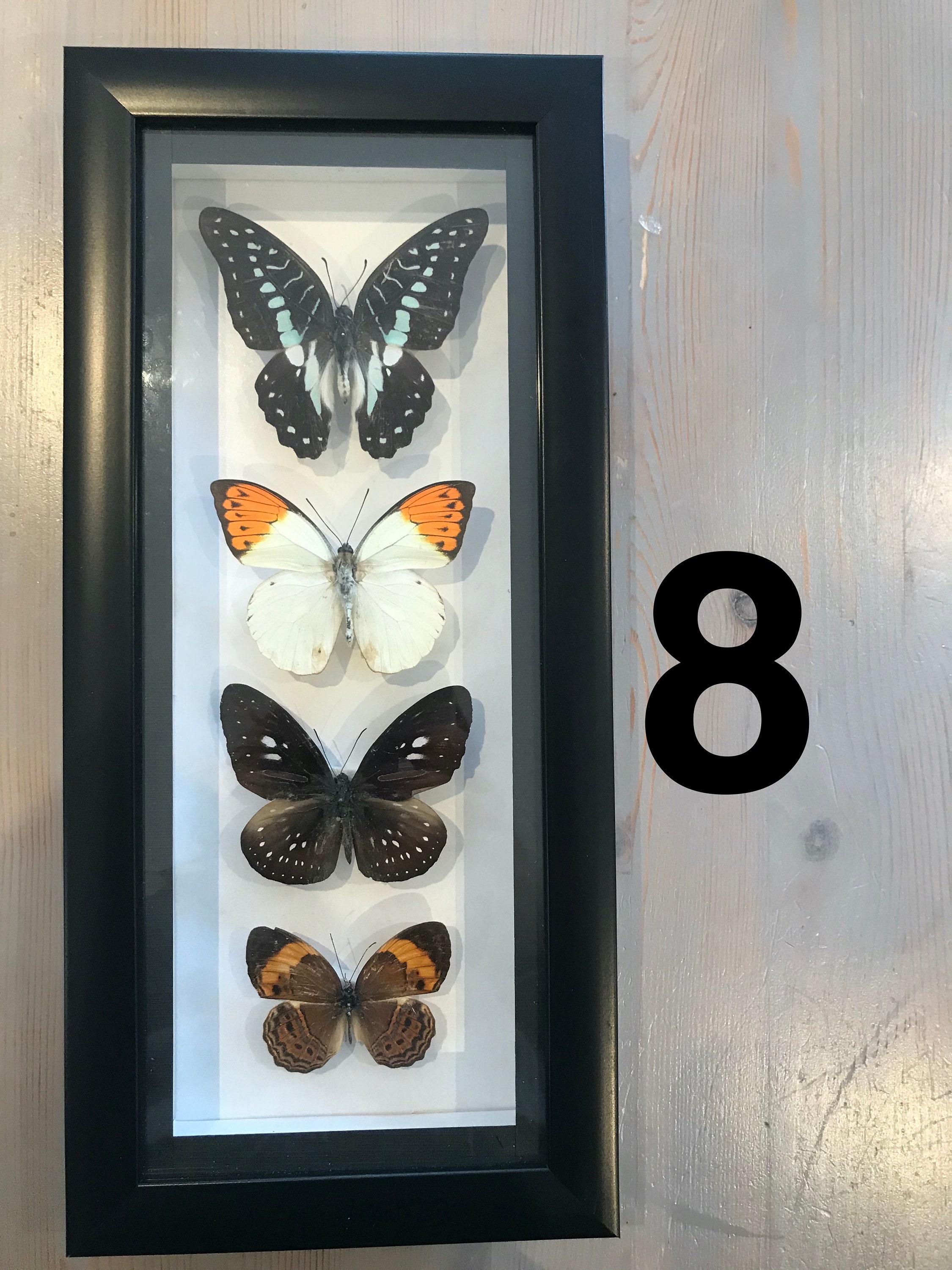 Framed small real butterflies simple white mount insects wall | Etsy
