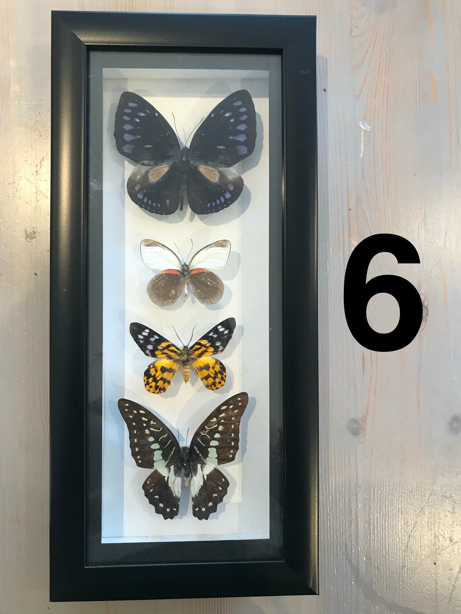 Framed small real butterflies simple white mount insects wall | Etsy