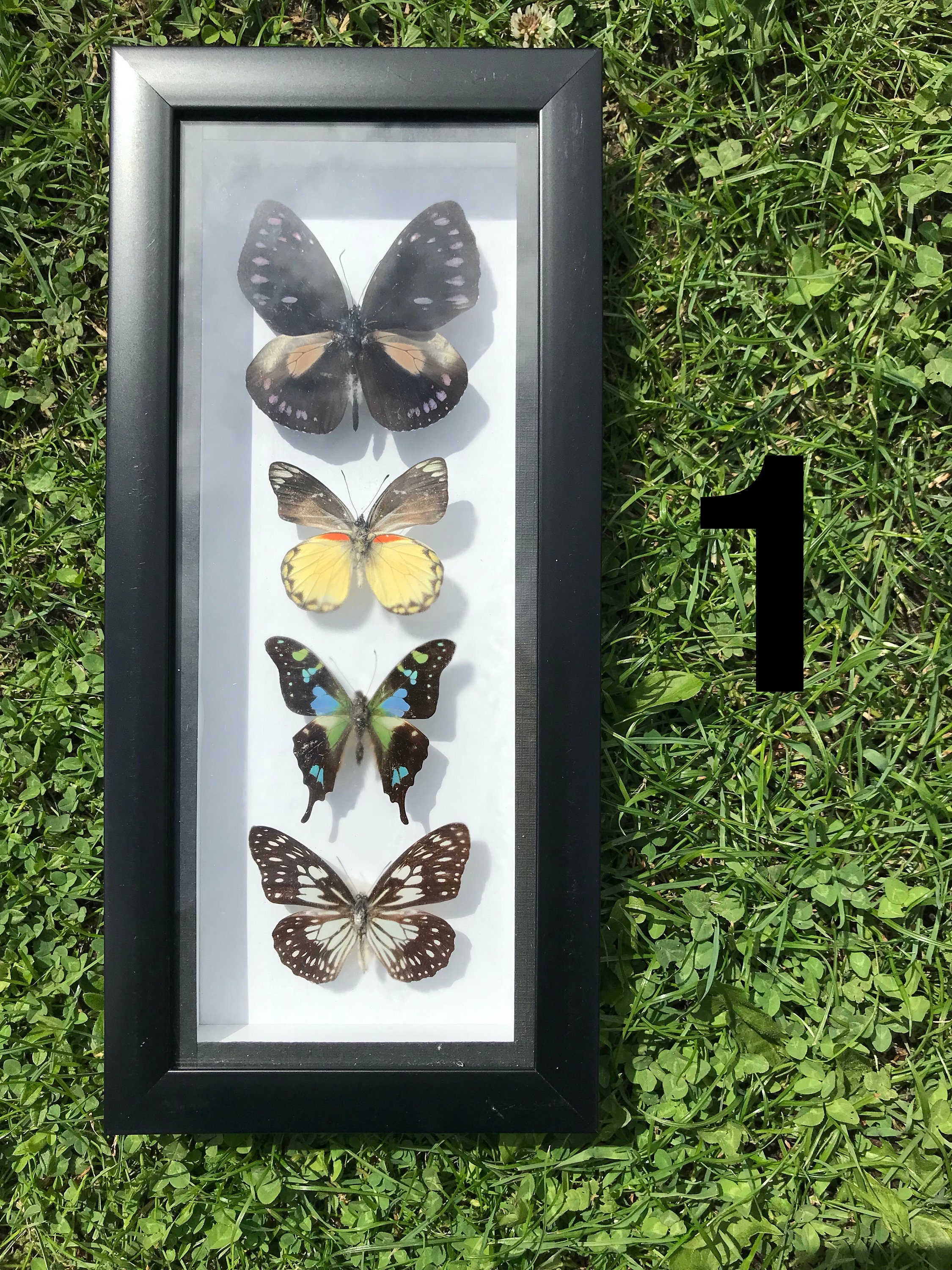 Framed small real butterflies simple white mount insects wall | Etsy